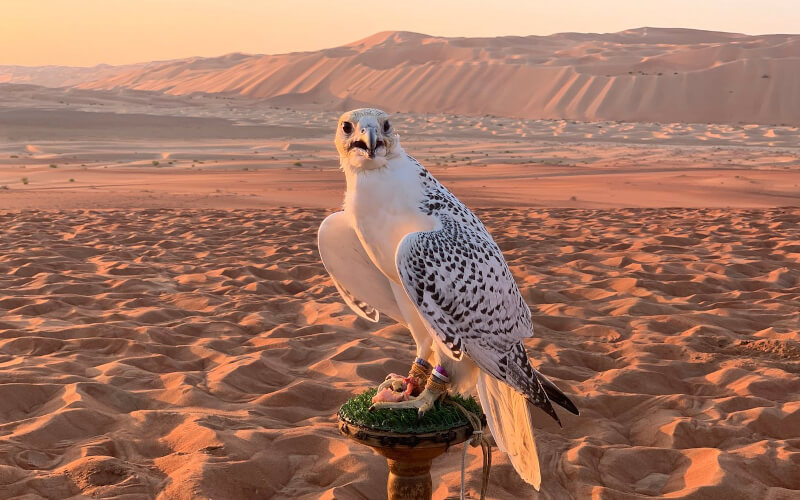 Terre de Sable - Odyssea Voyage